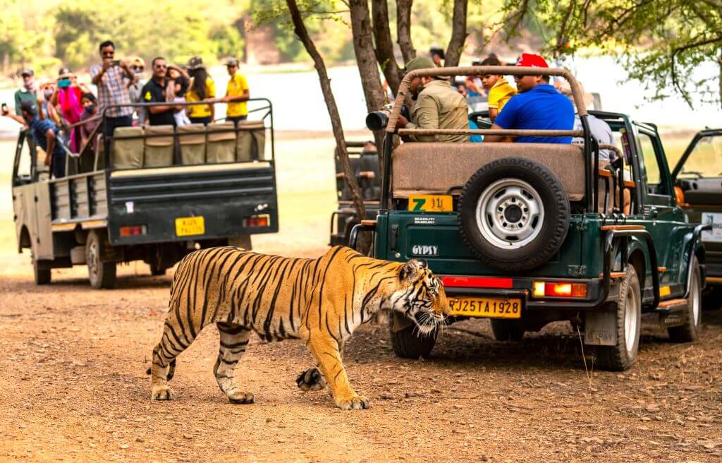 Ranthambore Gypsy Safari Booking - Private Jeep Safari in Tiger Reserve